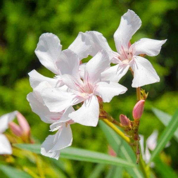 Buy Oleander Plant Online | Garden Goods Direct