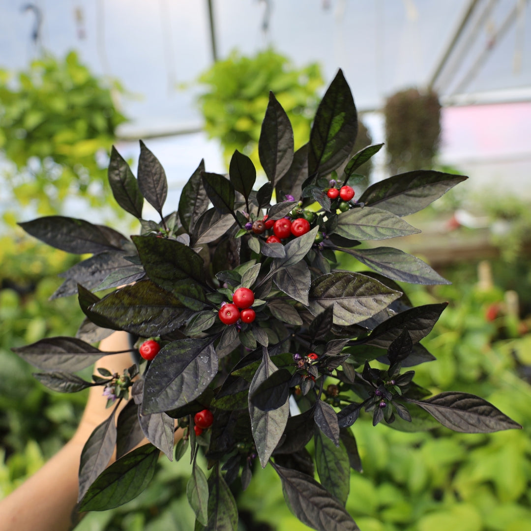 Onyx Red Ornamental Pepper for Sale | Garden Goods Direct