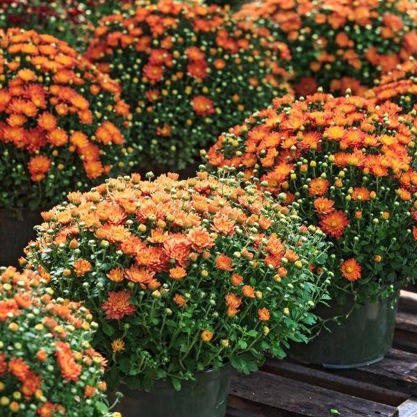 Buy Orange Mums Online - Orange Chrysanthemum | Garden Goods Direct