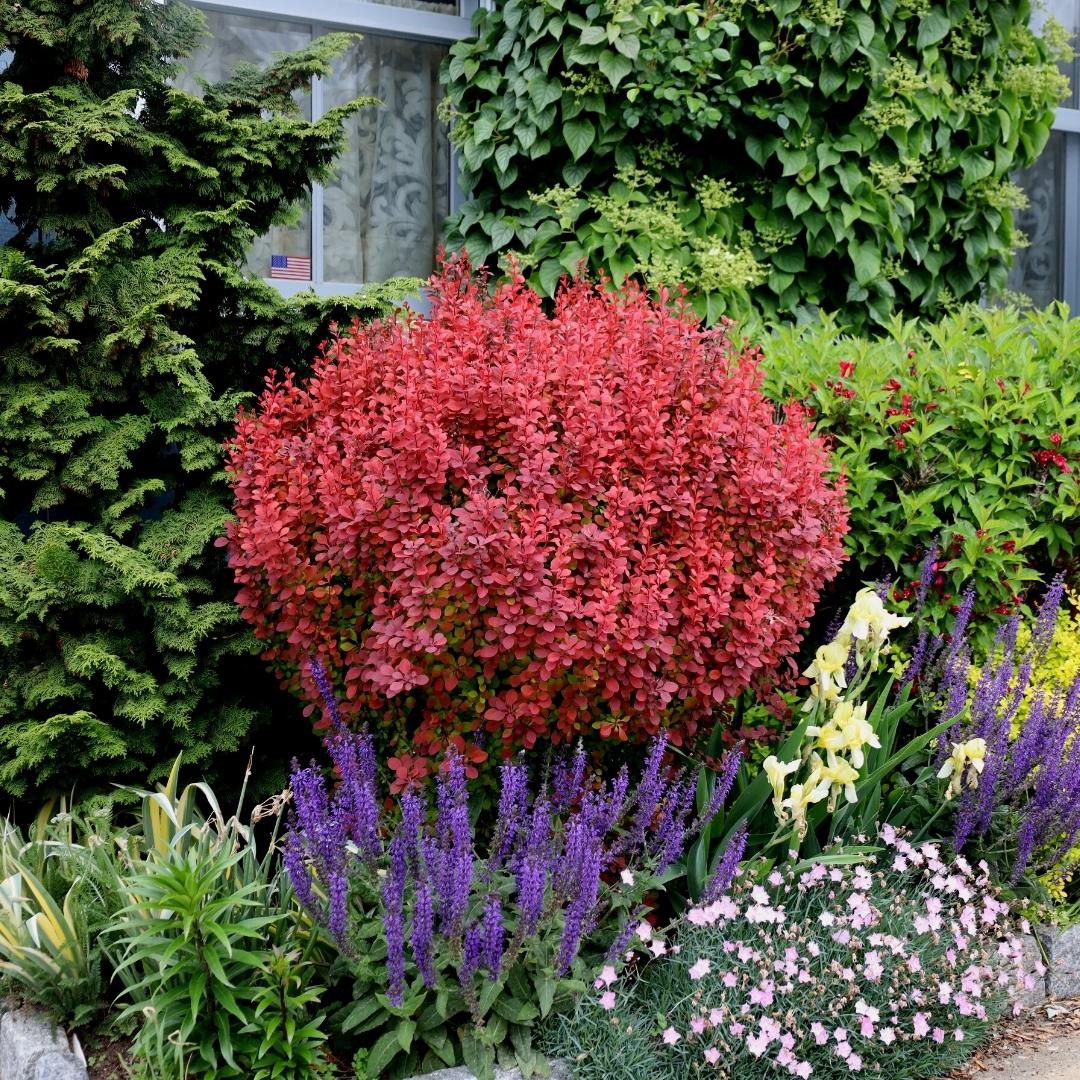 Buy Orange Rocket Barberry – Colorful, Deer-Resistant Shrub | Garden ...
