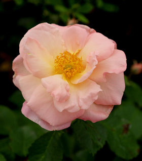 Peach Rose Bushes for Sale | Garden Goods Direct