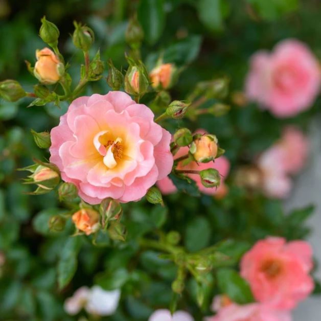 Peach Drift Rose – Tree Form | Garden Goods Direct