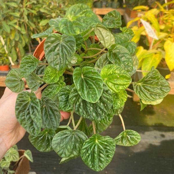 Buy Emerald Ripple Peperomia Plants | Garden Goods Direct