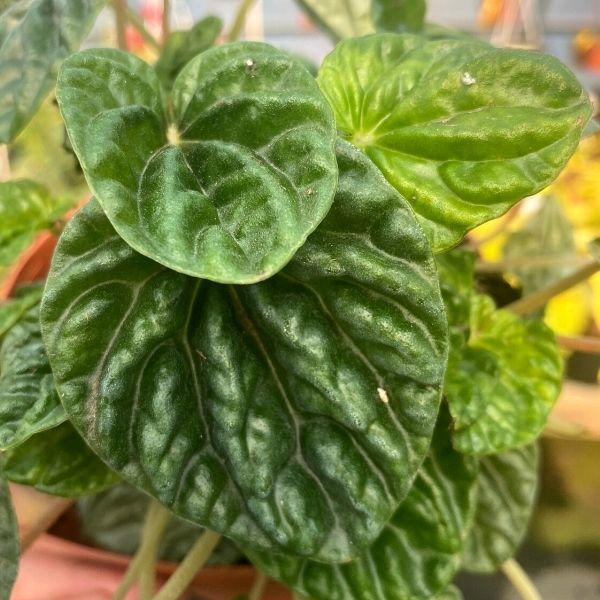 Buy Emerald Ripple Peperomia Plants | Garden Goods Direct