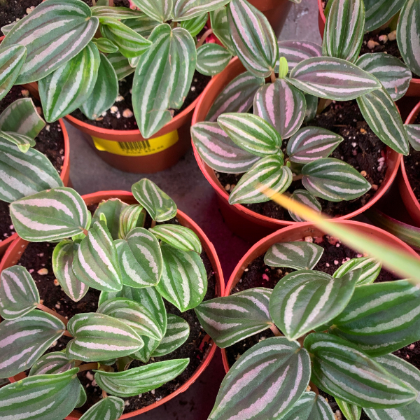 Buy Peperomia Mini-Watermelon Plants Online | Garden Goods Direct