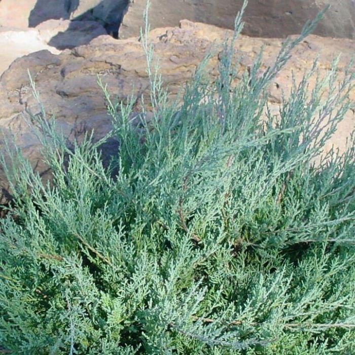 Buy Pfitzer Juniper Online | Garden Goods Direct
