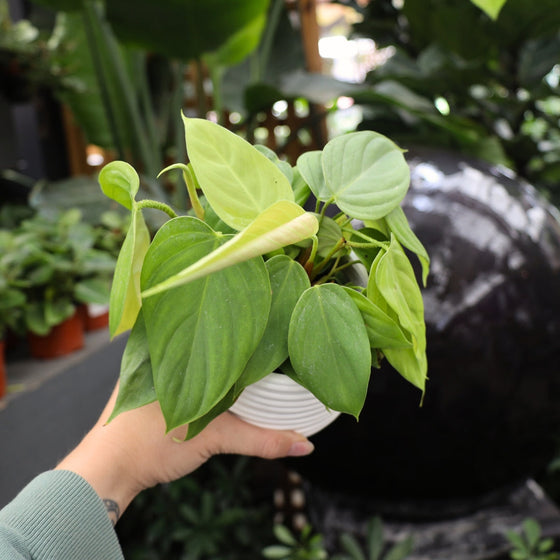 Philodendron Fuzzy Petiole for Sale | Low Light Plants | Garden Goods ...