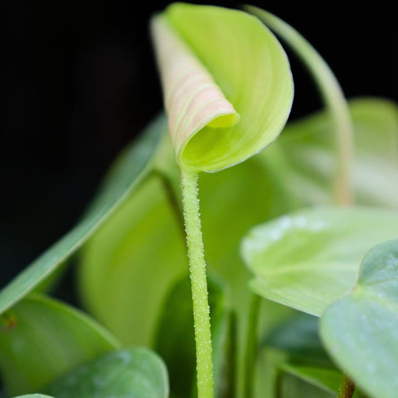 Philodendron Fuzzy Petiole for Sale | Low Light Plants | Garden Goods ...