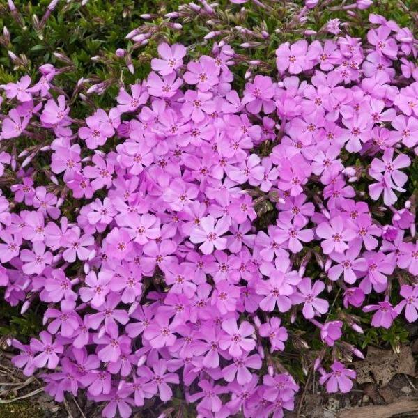 Buy Emerald Pink Creeping Phlox Online | Garden Goods Direct