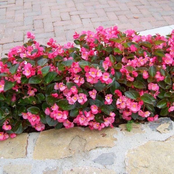 Pink Begonia Plants For Sale | Garden Goods Direct