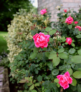Buy Knockout Roses for Sale Online | Garden Goods Direct