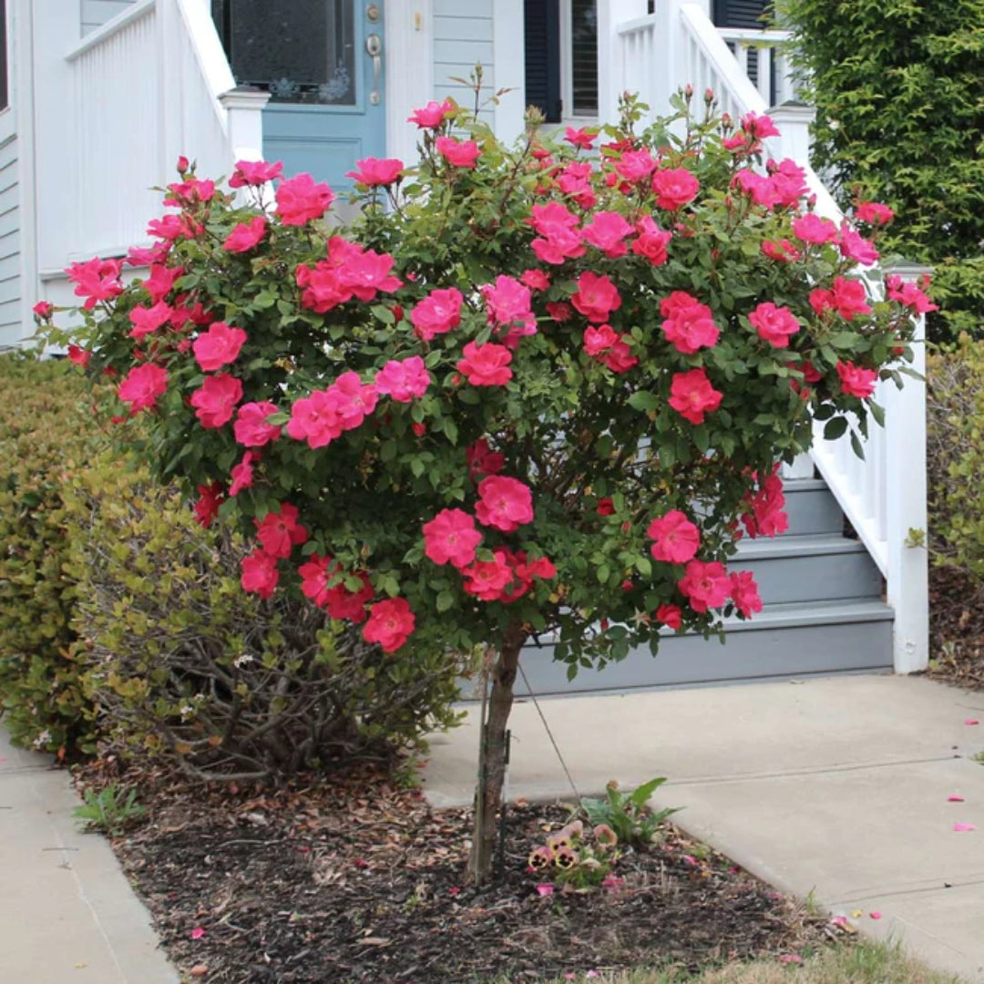 Pink Double Knock Out® Rose – Tree Form | Garden Goods Direct