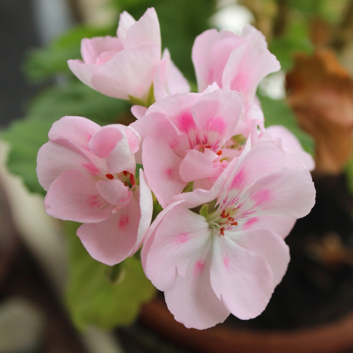 Flower Pink And White Geranium