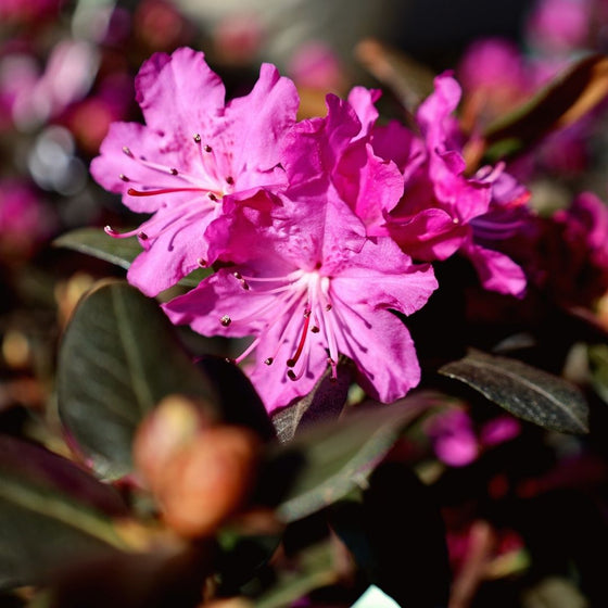 Buy PJM Rhododendrons Online | Garden Goods Direct