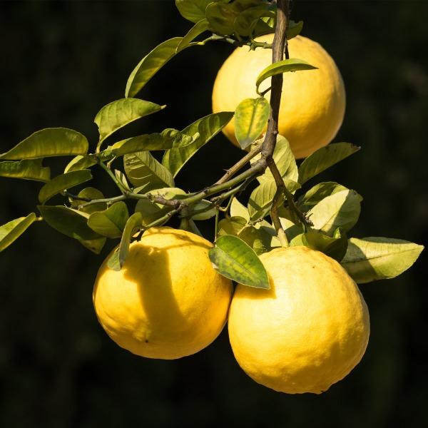 Ponderosa Lemon Trees for Sale | Garden Goods Direct