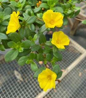 Portulaca Plants for Sale Online | Annuals | Garden Goods Direct