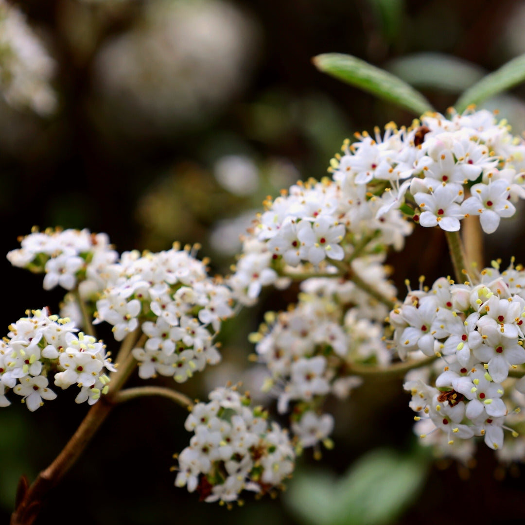 Viburnum Pragense for Sale | Semi-Evergreen Privacy Shrub