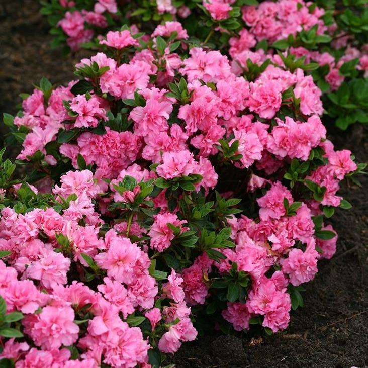 Buy Bloom-A-Thon® Pink Double Azalea - Reblooming | Garden Goods Direct
