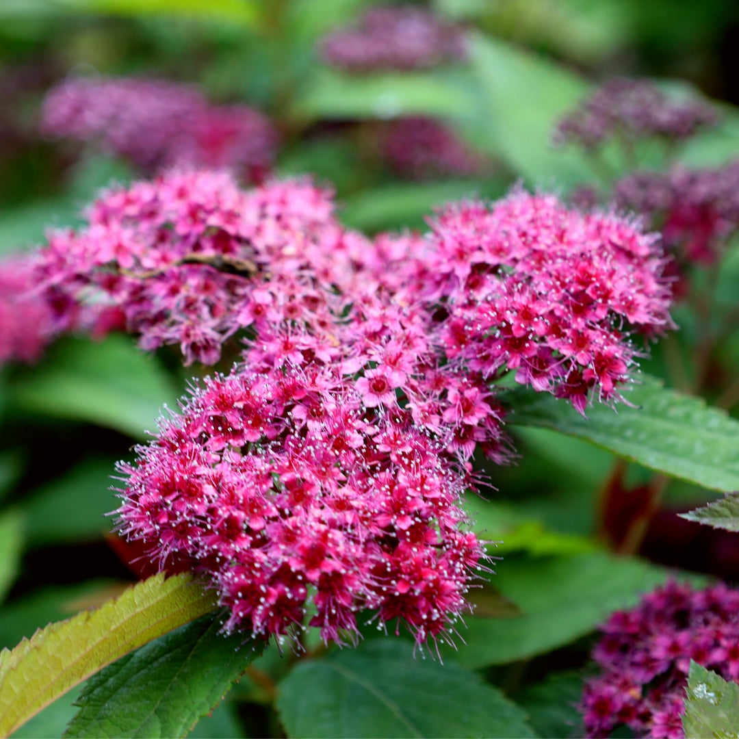 Double Play® Pink Spirea | Garden Goods Direct