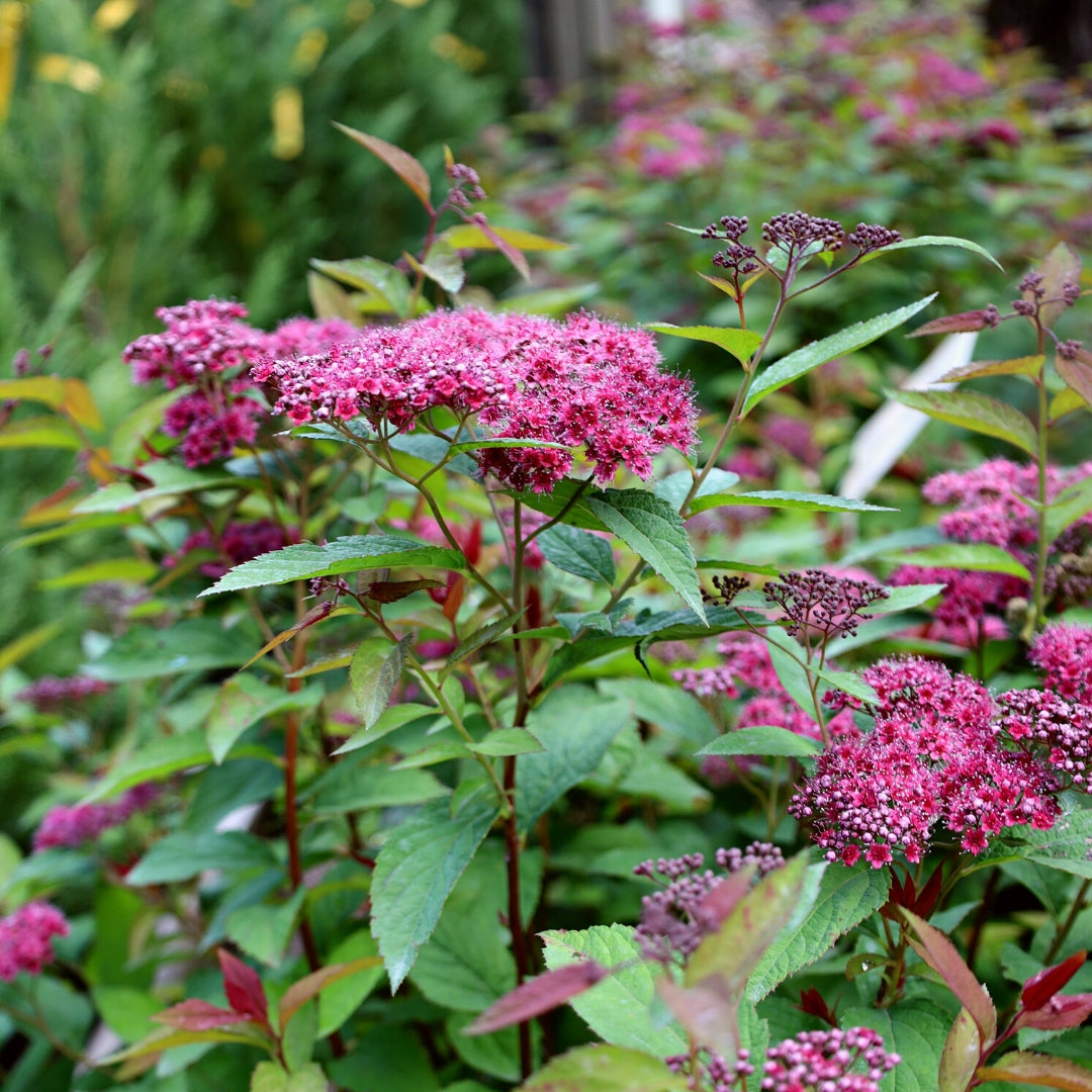 Double Play® Pink Spirea | Garden Goods Direct