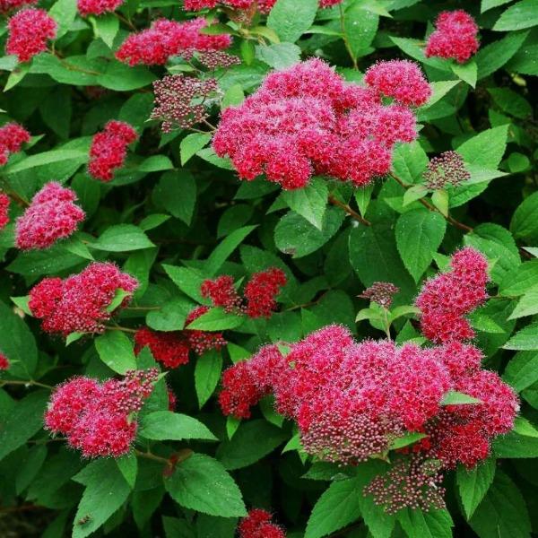 Buy Double Play® Red Spirea Online | Garden Goods Direct