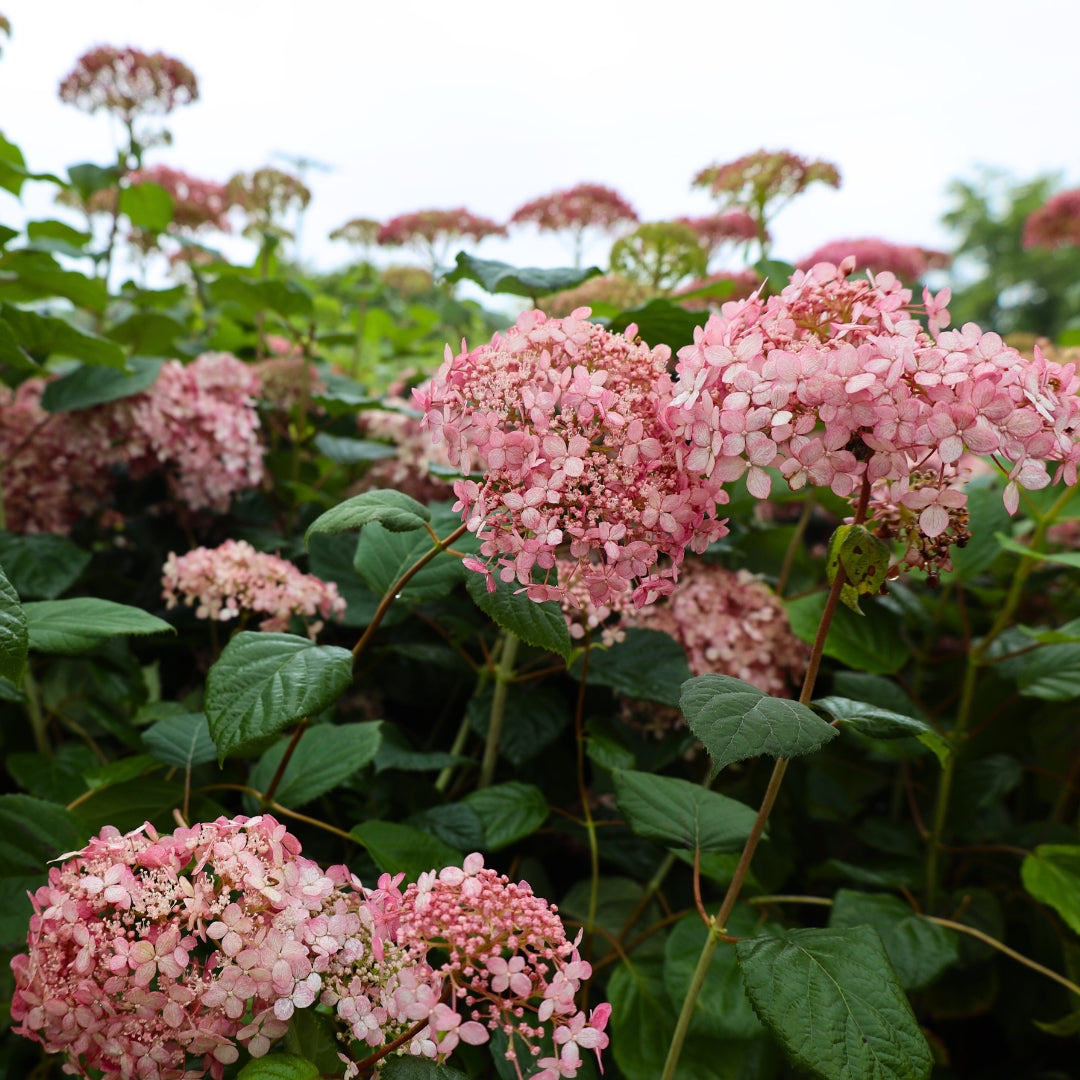 Invincibelle® Spirit II Hydrangea | Garden Goods Direct