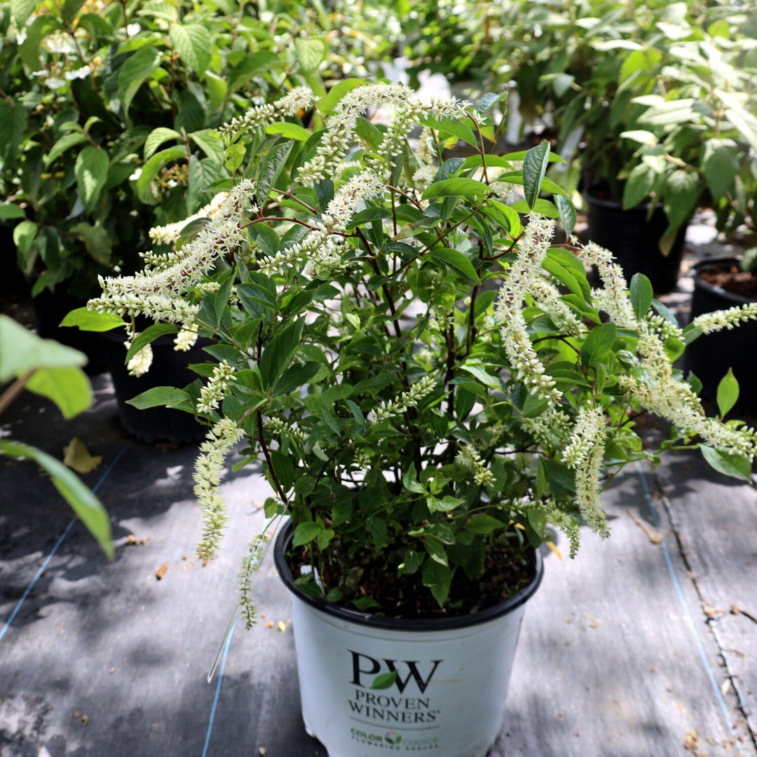 Itea Little Henry® - Dwarf Virginia Sweetspire | Garden Goods Direct