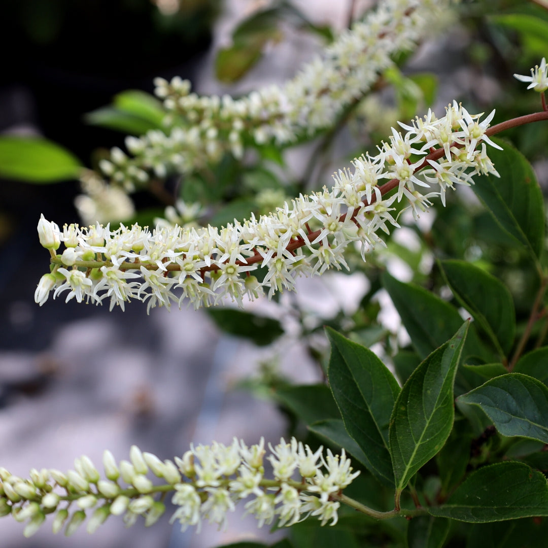 Itea Little Henry® - Dwarf Virginia Sweetspire | Garden Goods Direct