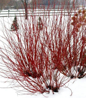 Buy Dogwood Shrubs Online | Garden Goods Direct