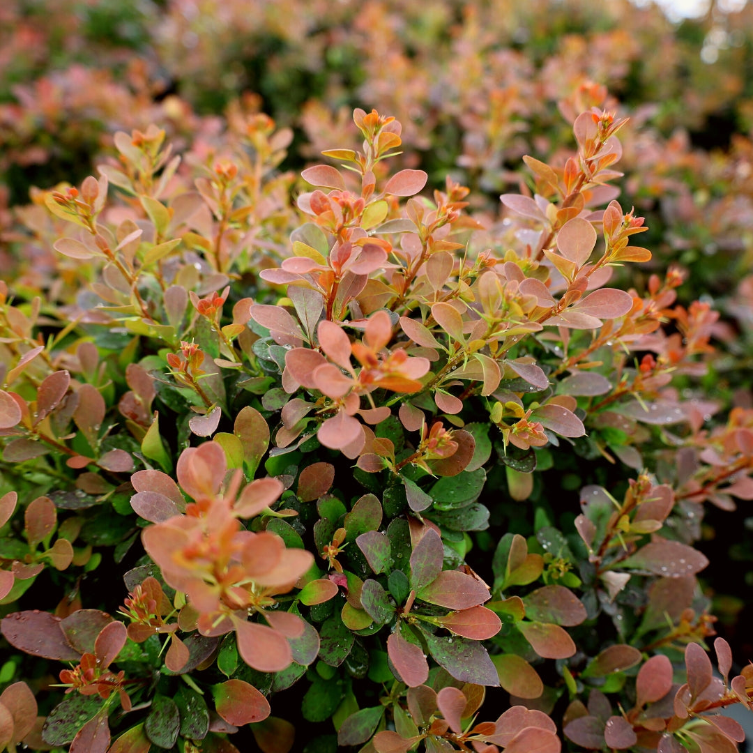Sunjoy Mini Salsa Barberry for Sale | Compact Red Shrub