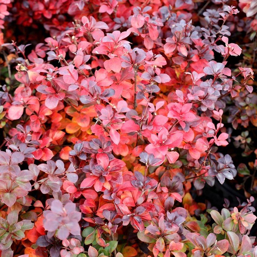Barberry Sunjoy Todo Shrubs for Sale | Garden Goods Direct