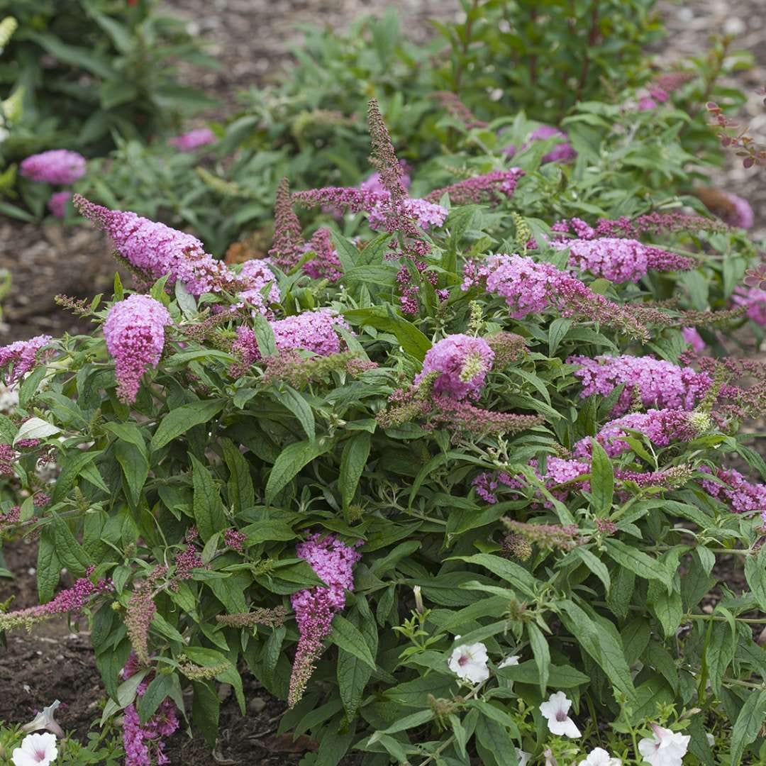 Pugster Periwinkle Butterfly Bush for Sale | Garden Goods Direct