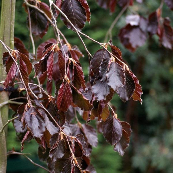 Purple Fountain Beech Trees for Sale | Garden Goods Direct