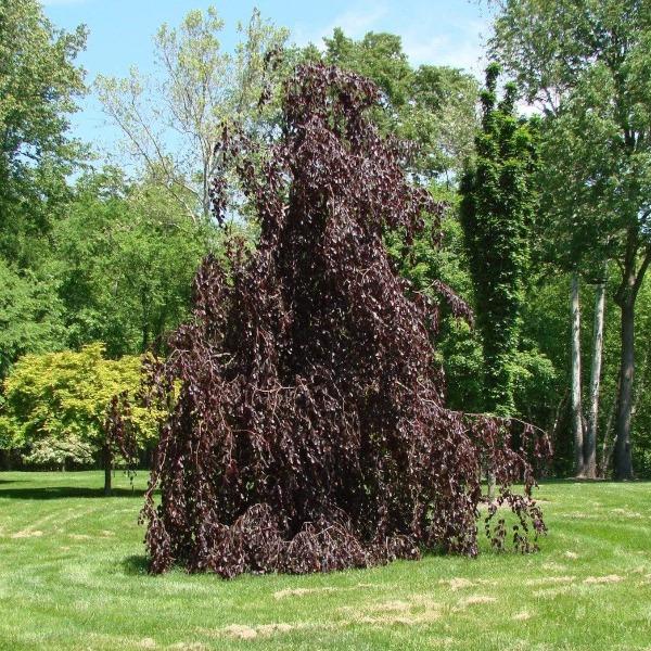 Purple Fountain Beech Trees for Sale | Garden Goods Direct