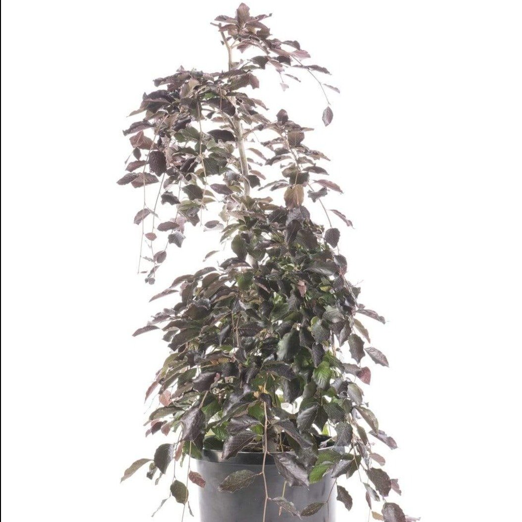 Purple Fountain Beech Trees for Sale | Garden Goods Direct