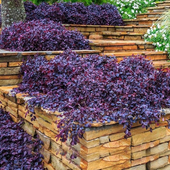 Purple Pixie® Loropetalum for Sale | Dwarf Weeping Evergreen Shrub