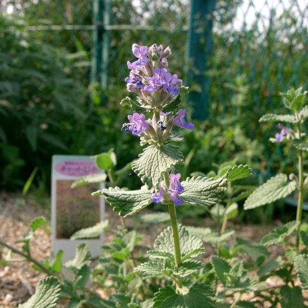 Buy Purrsian Blue Catmint Plants Online | Garden Goods Direct