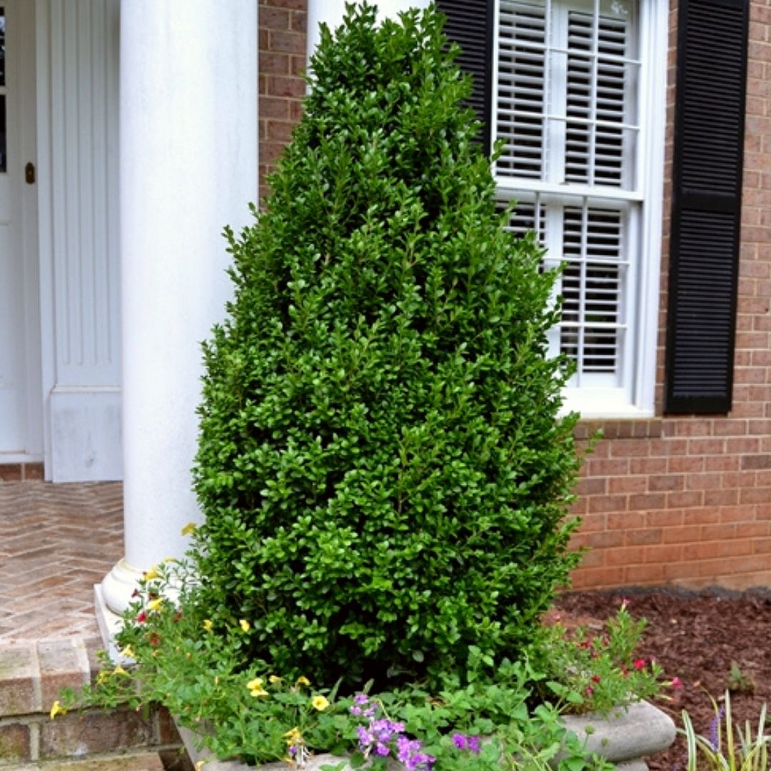 Buy Pyramidal Boxwood Online - Cone Boxwood | Garden Goods Direct