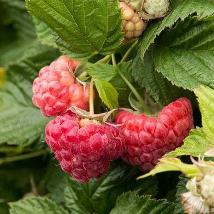 Raspberry Shortcake Raspberry Bushes for Sale | Garden Goods Direct