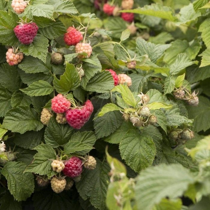 Raspberry Shortcake Raspberry Bushes for Sale | Garden Goods Direct