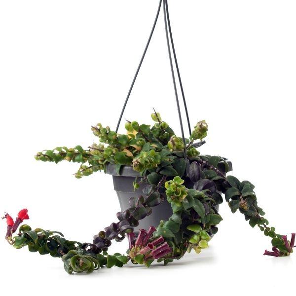 Rasta Twisted Lipstick Plants for Sale | Garden Goods Direct