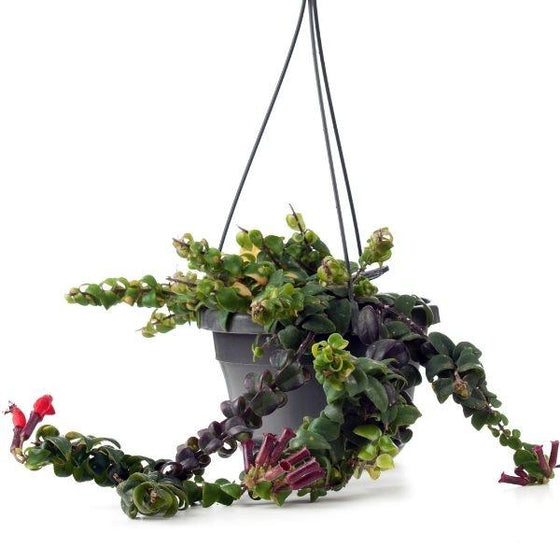 Rasta Twisted Lipstick Plants for Sale | Garden Goods Direct