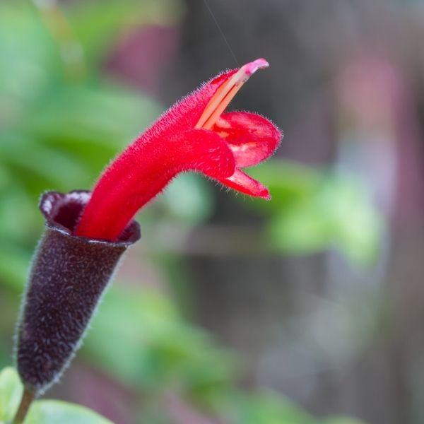 Rasta Twisted Lipstick Plants for Sale | Garden Goods Direct