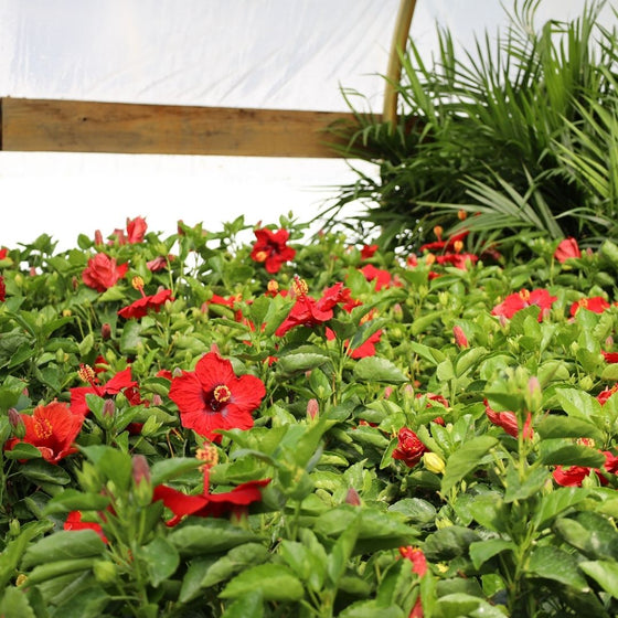 Buy Red Hibiscus Online | Garden Goods Direct
