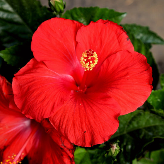 Buy Red Hibiscus Online | Garden Goods Direct