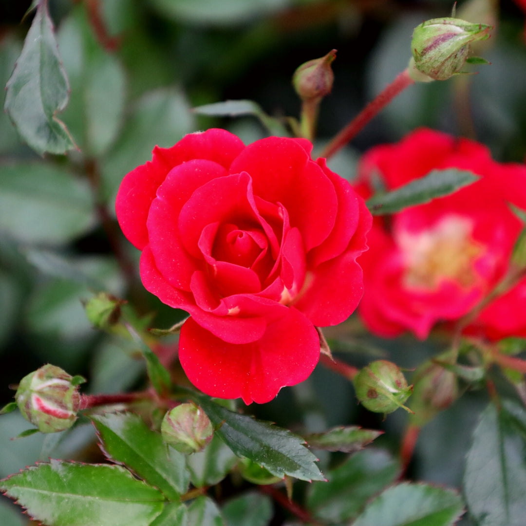 Knockout Rose Best Color Combinations Red Knockout Rose For Sale