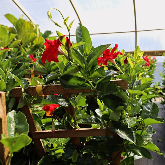 Buy Red Mandevilla Plants Online | Garden Goods Direct
