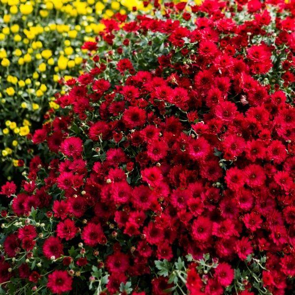 Buy Red Mums Online | Garden Goods Direct
