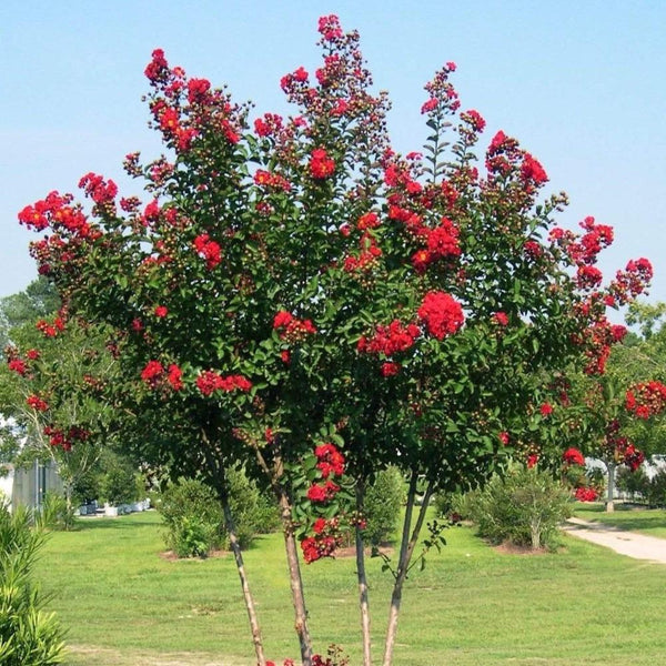 Red Rocket