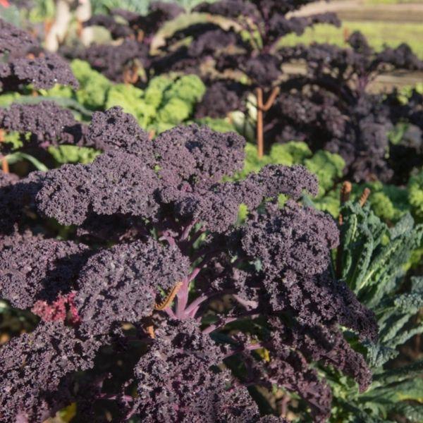 Buy Redbor Kale Online | Garden Goods Direct